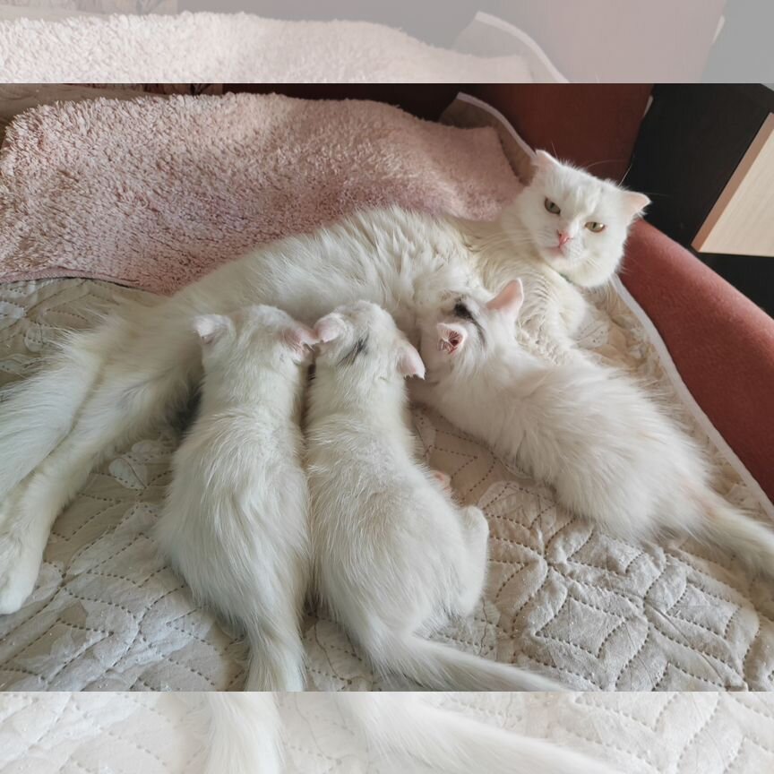Котята