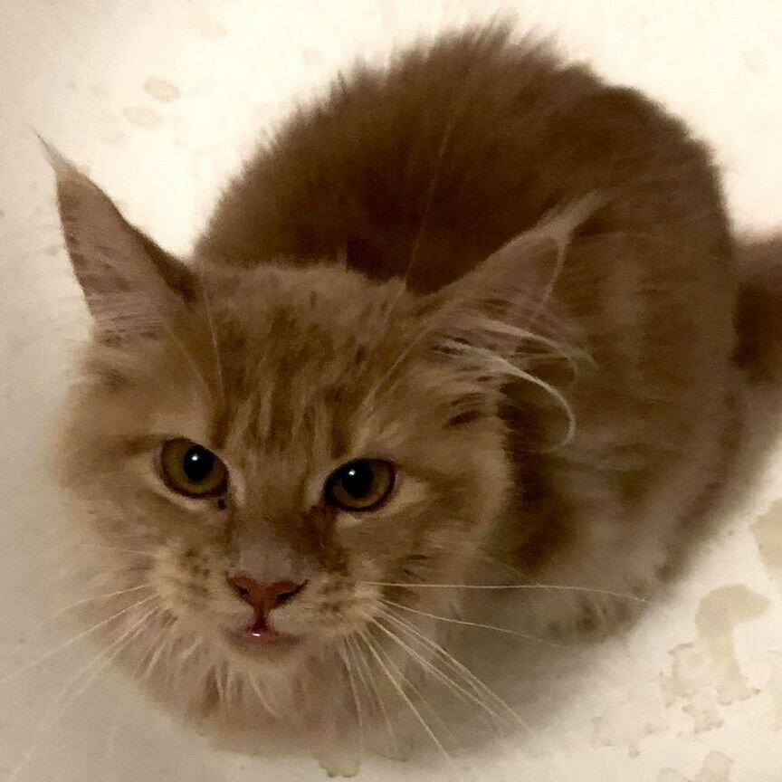 Мейн-кун котёнок