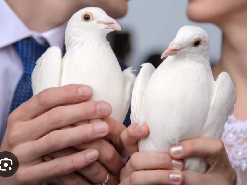 Голуби на свадьбу