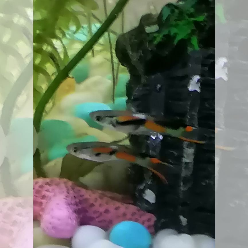 Аквариумные рыбки гуппи