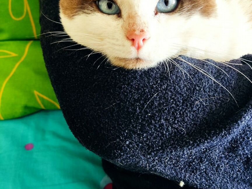 Отдам замечательного кота-подростка в хорошие руки