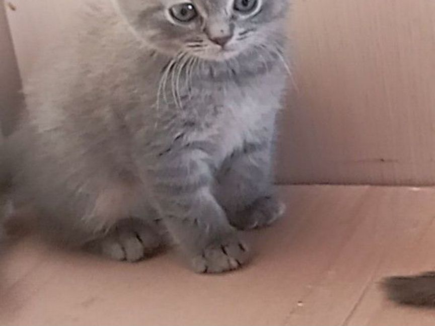 Шотландская кошка