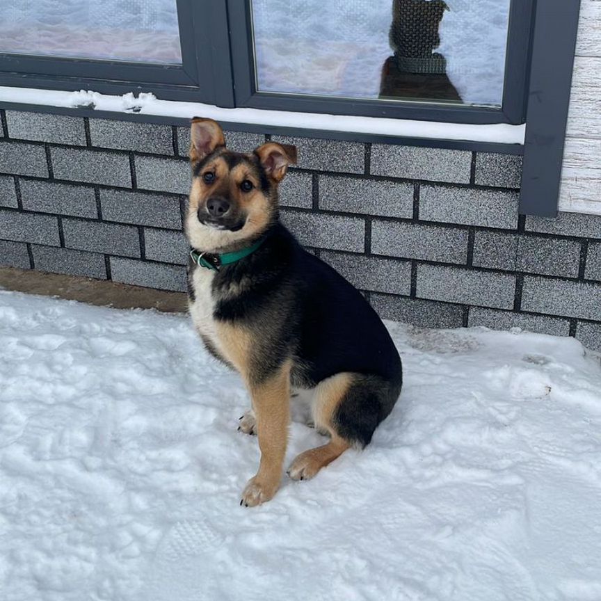 Щенок Лайма 6 месяцев