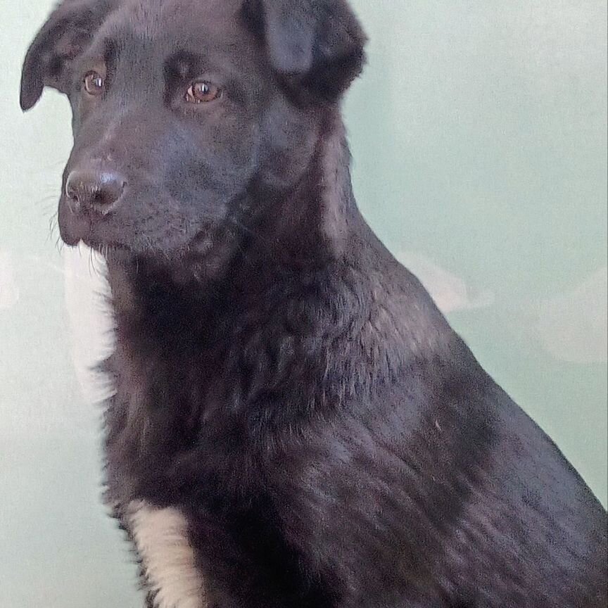 Восточноевропейская овчарка, щенок