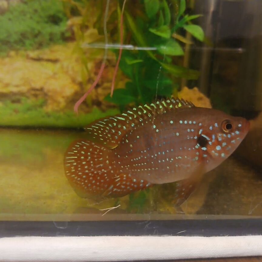 Хромис красавец