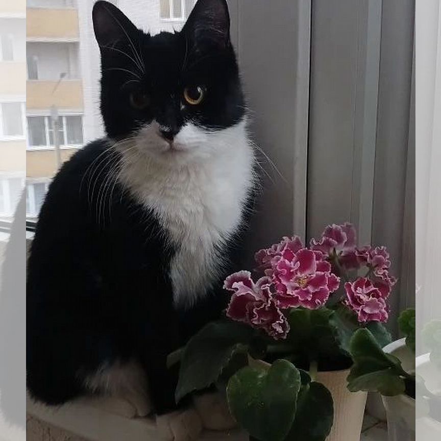 Взрослая, кошка в добрые руки