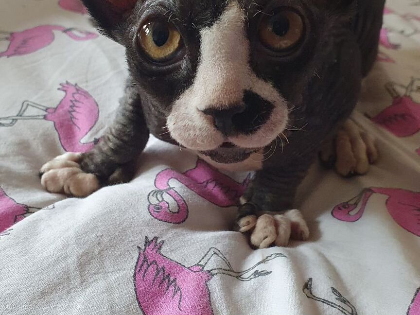 Канадский сфинкс котенок девочка