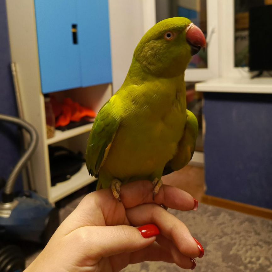 Ожереловый попугай