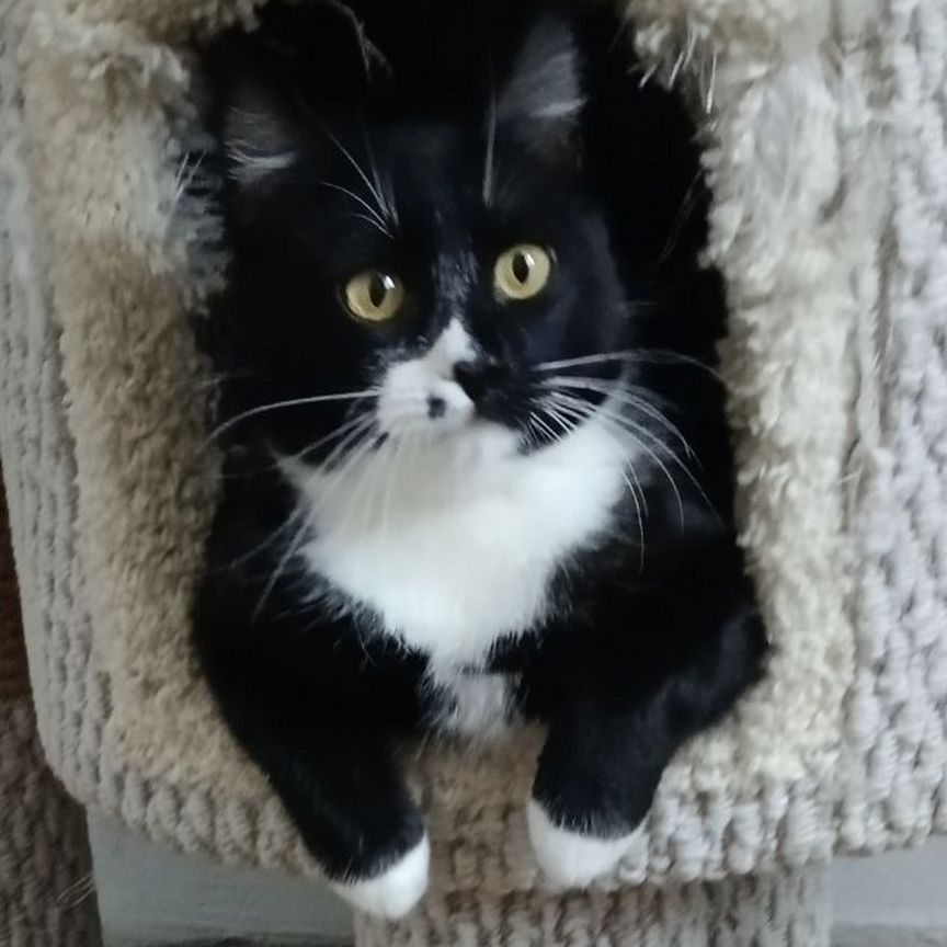 Котёнок в добрые руки