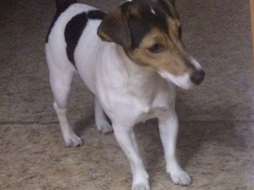 Щенки помесь Джек рассела и Пти Брабансона