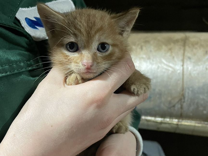 Котята в добрые руки