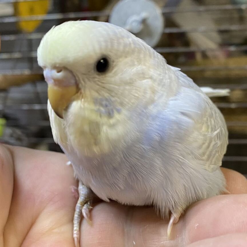 Птенцы волнистый попугай ручной