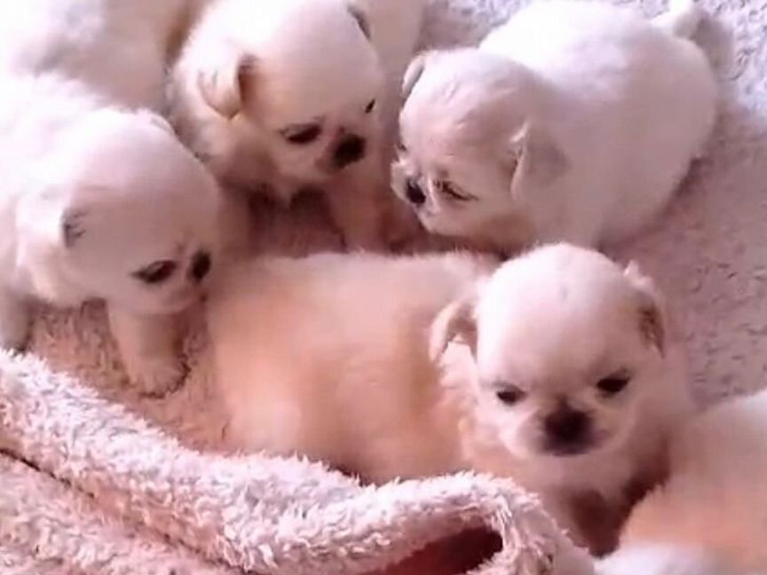 Мини пекинес