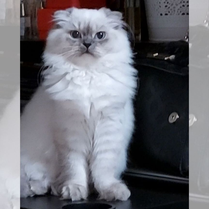 Шотландская вислоухая длинношёрстная кошка, взрослая