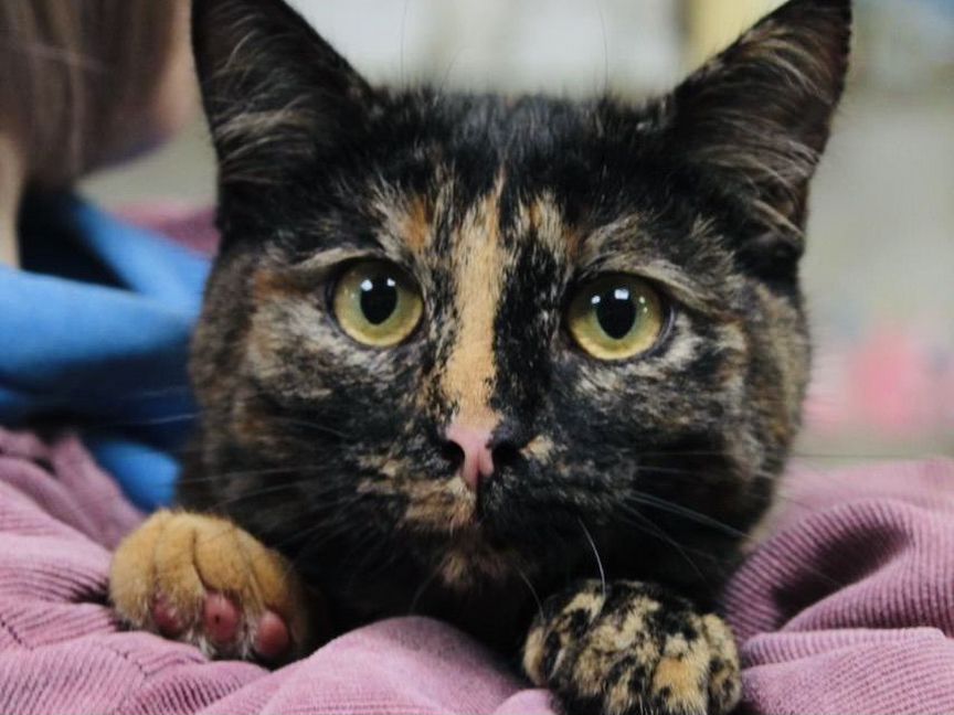 Пампушка подросток ищет дом