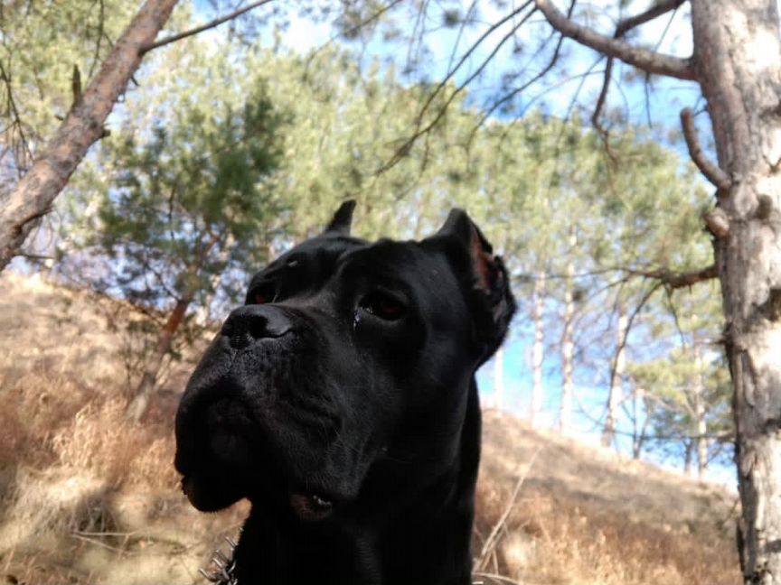 Щенки кане Корсо