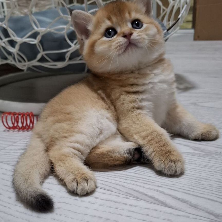 Шотландские котята