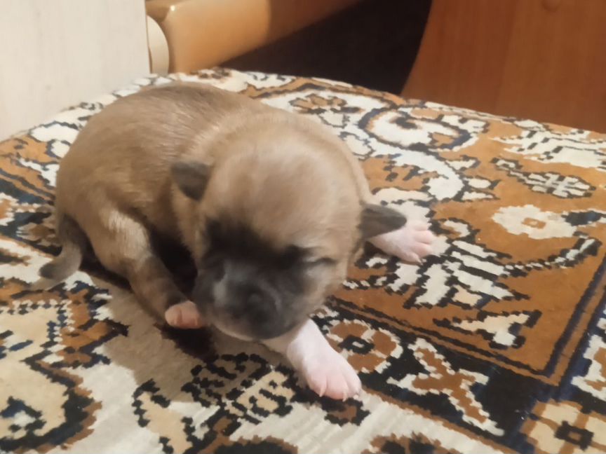 Той-терьер щенки