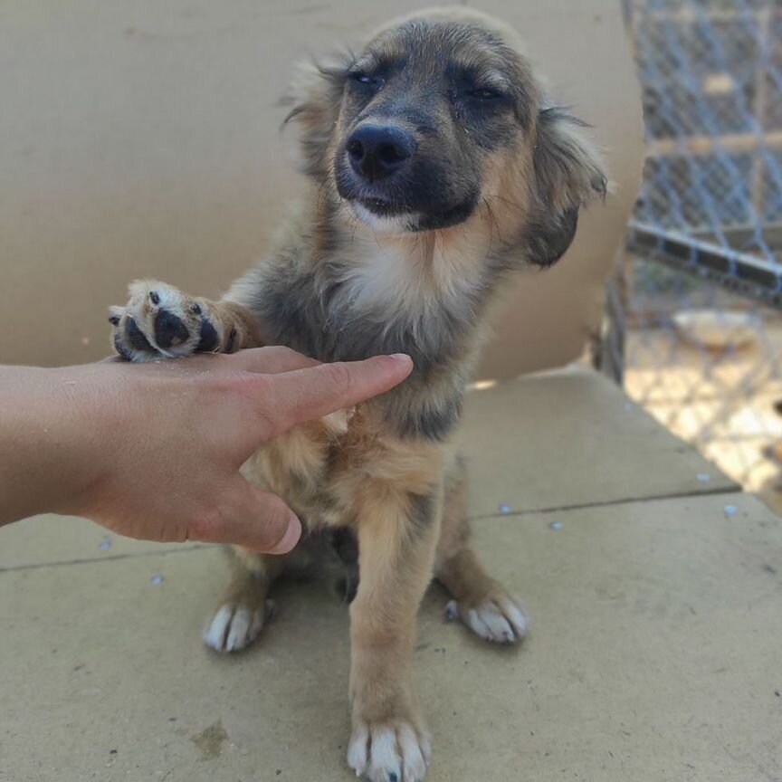 Щенки в семью