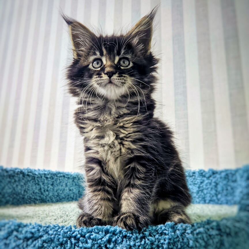 Шикарные мраморные девочки мейнкун