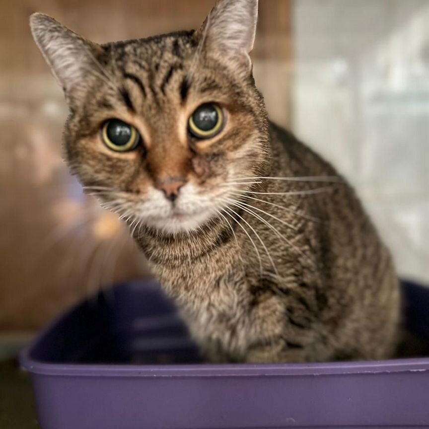 Кузьма котик