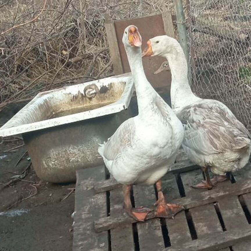 Гуси порода Линда