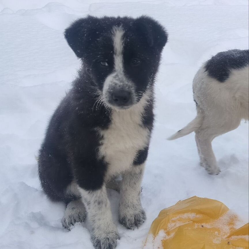 Щенок в добрые руки