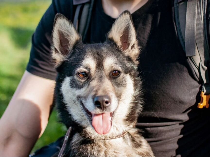 Элли в поисках дома