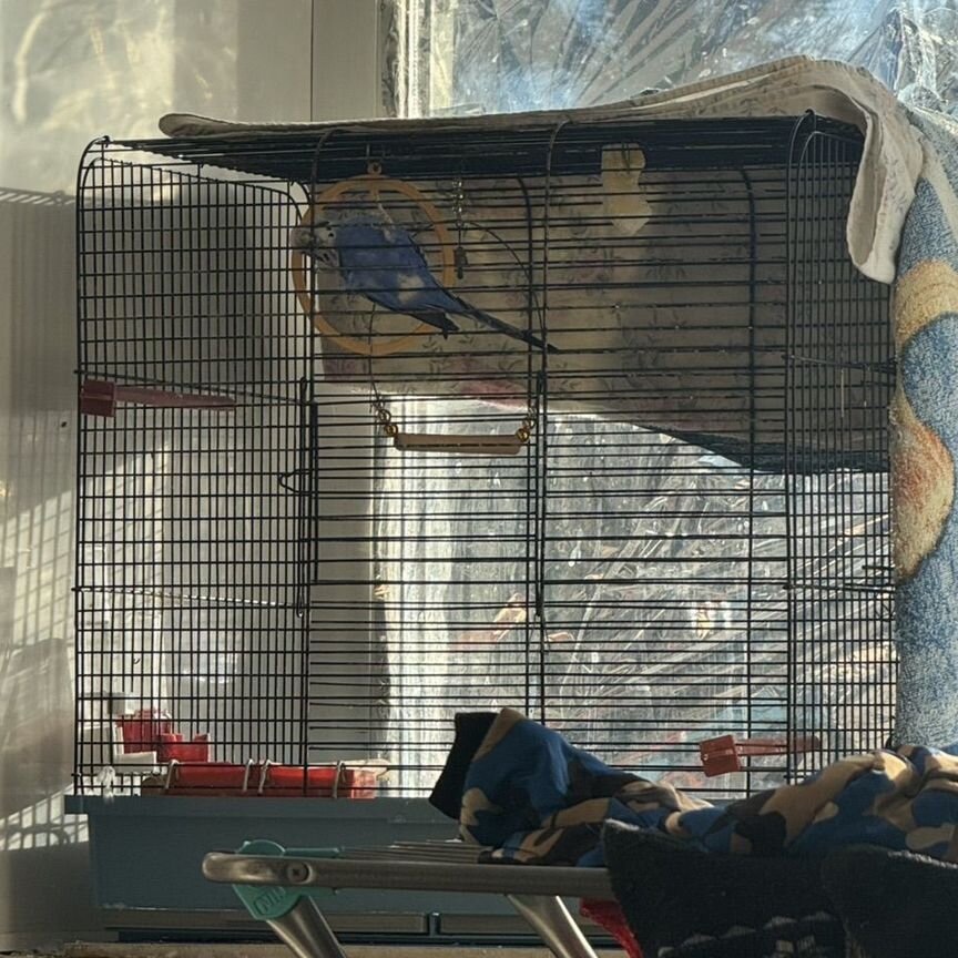 Волнистый попугай с клеткой