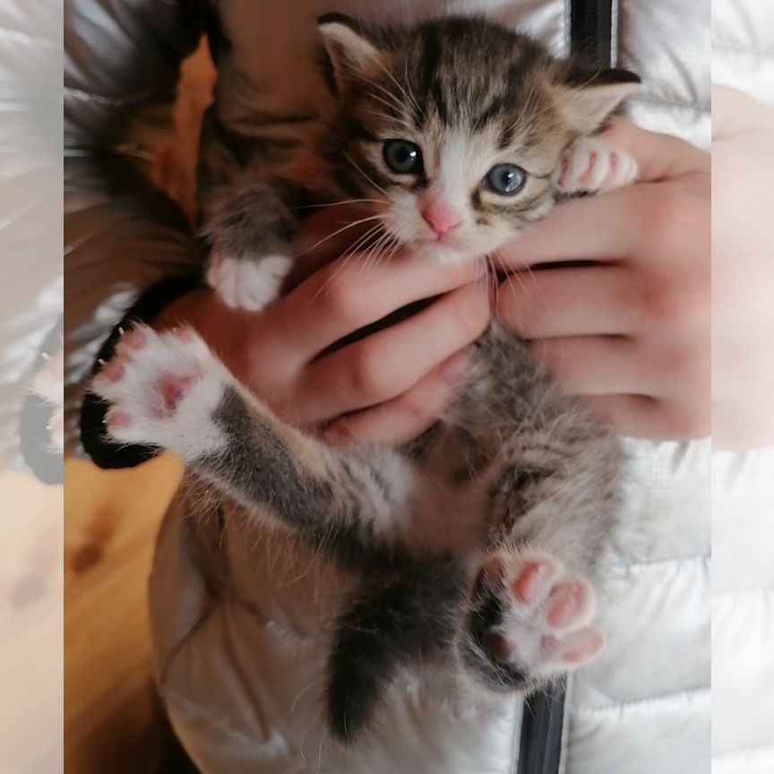 Котёнок в добрые руки