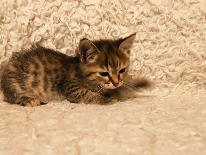 Котята котёнок