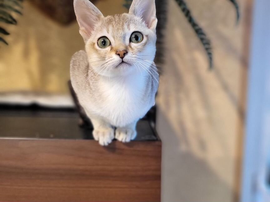 Котёнок сингапуры