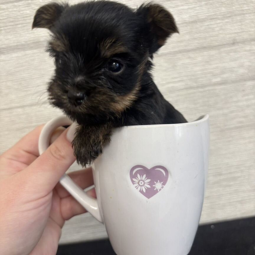 Йоркширский терьер