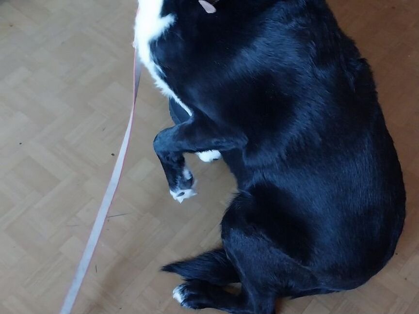 Собака девочка без породы