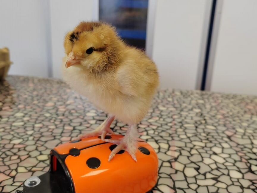 Бройлер цыпленок, цыплята несушки