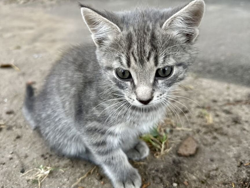 Котята