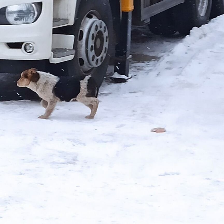 Щенок дворняжка