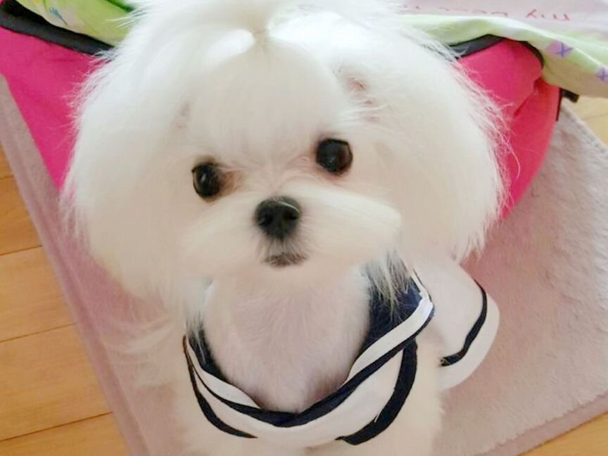 Мини мальчик мальтезе болонка Корея