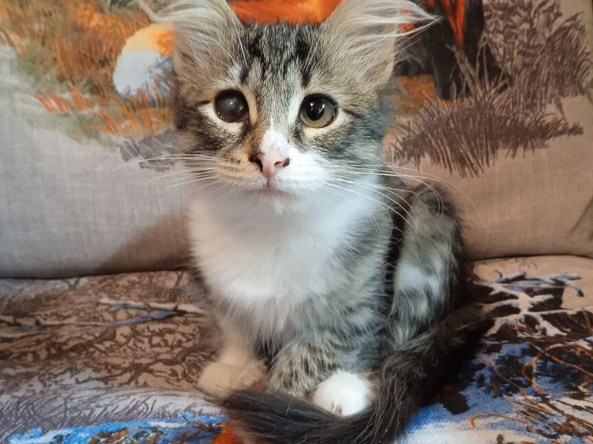 Кошечка Масяня в дар