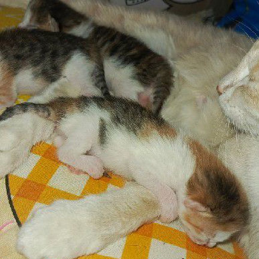 Котята в добрые руки