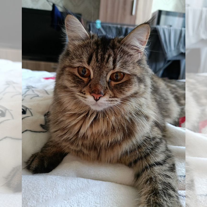 Кошечка для вязки