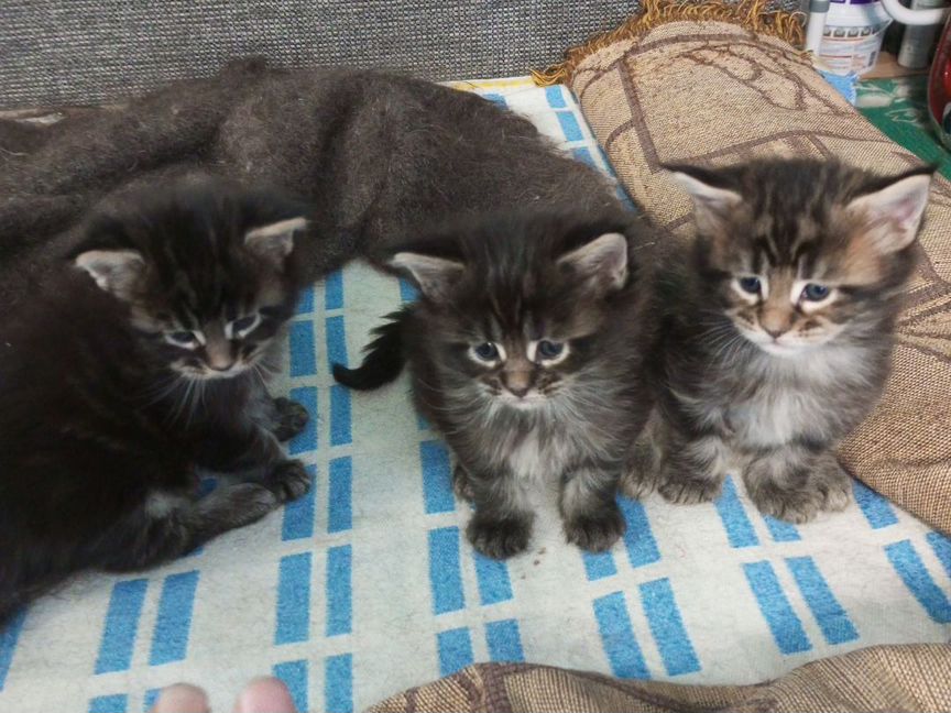 Котята Мейнкуны девочки