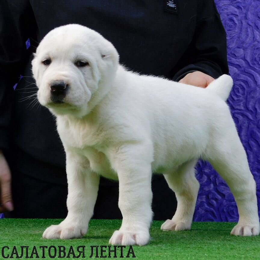 Лучшая от лучших сао