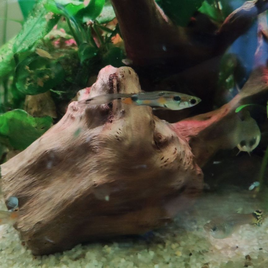 Гуппи эндлер