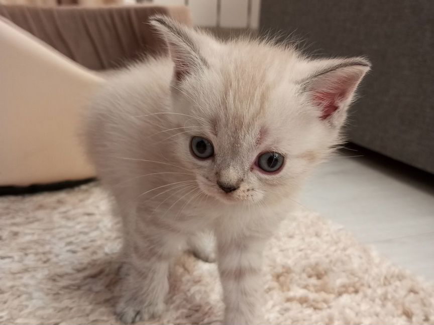 Продам британских котят