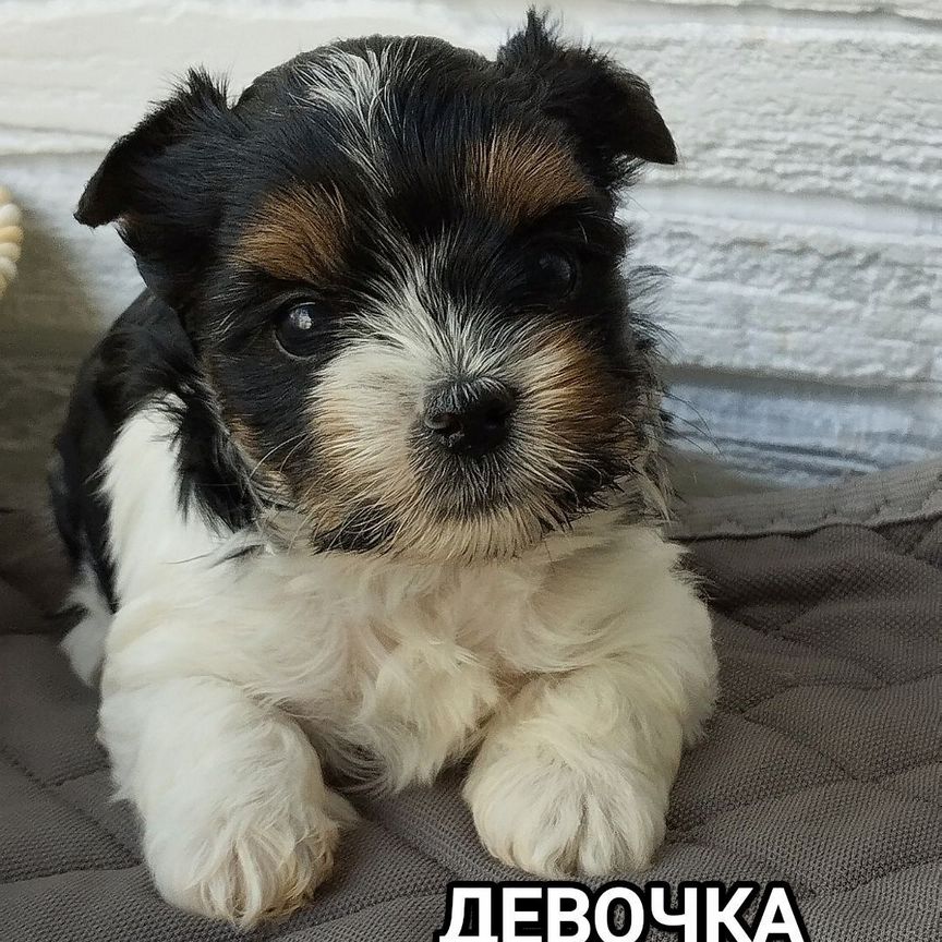 Весёлые ребята биверята
