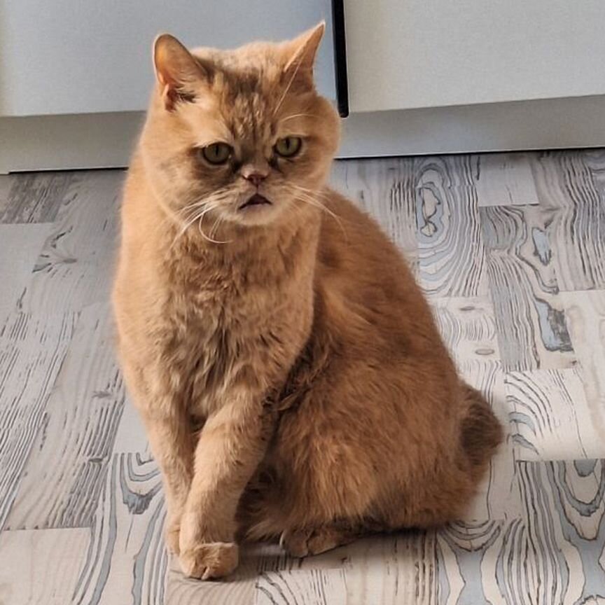 Экзотический короткошёрстный, взрослый кот