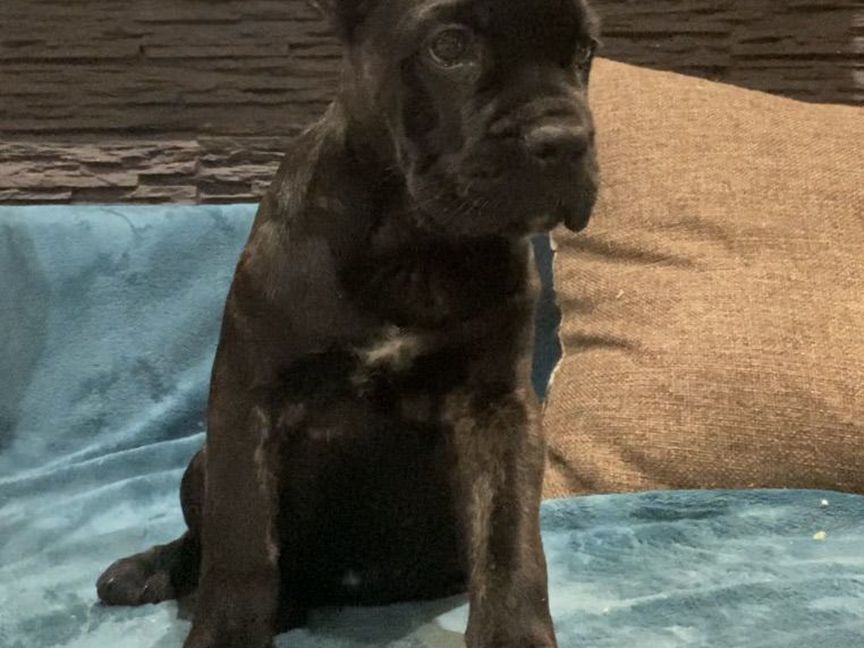 Тигровая девочка