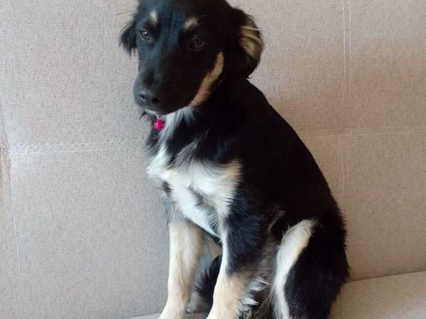 Собачонка - девчонка