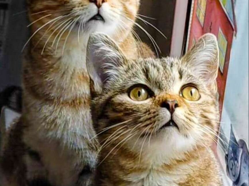 Клубный котик скоттиш-страйт Астин